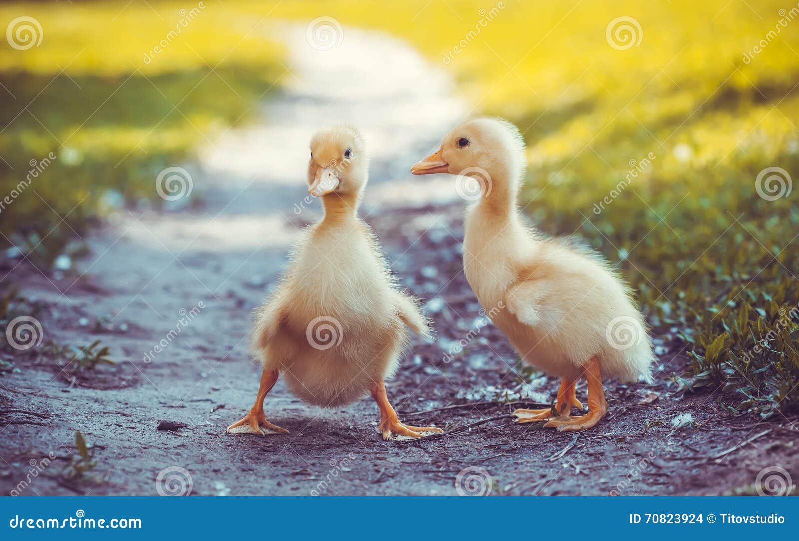 Fluffy Chicks Walks in Green Grass Stock Photo - Image of lawn ...