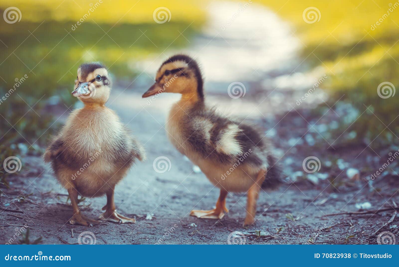 Fluffy Chicks Walks in Green Grass Stock Photo - Image of cute, walking ...