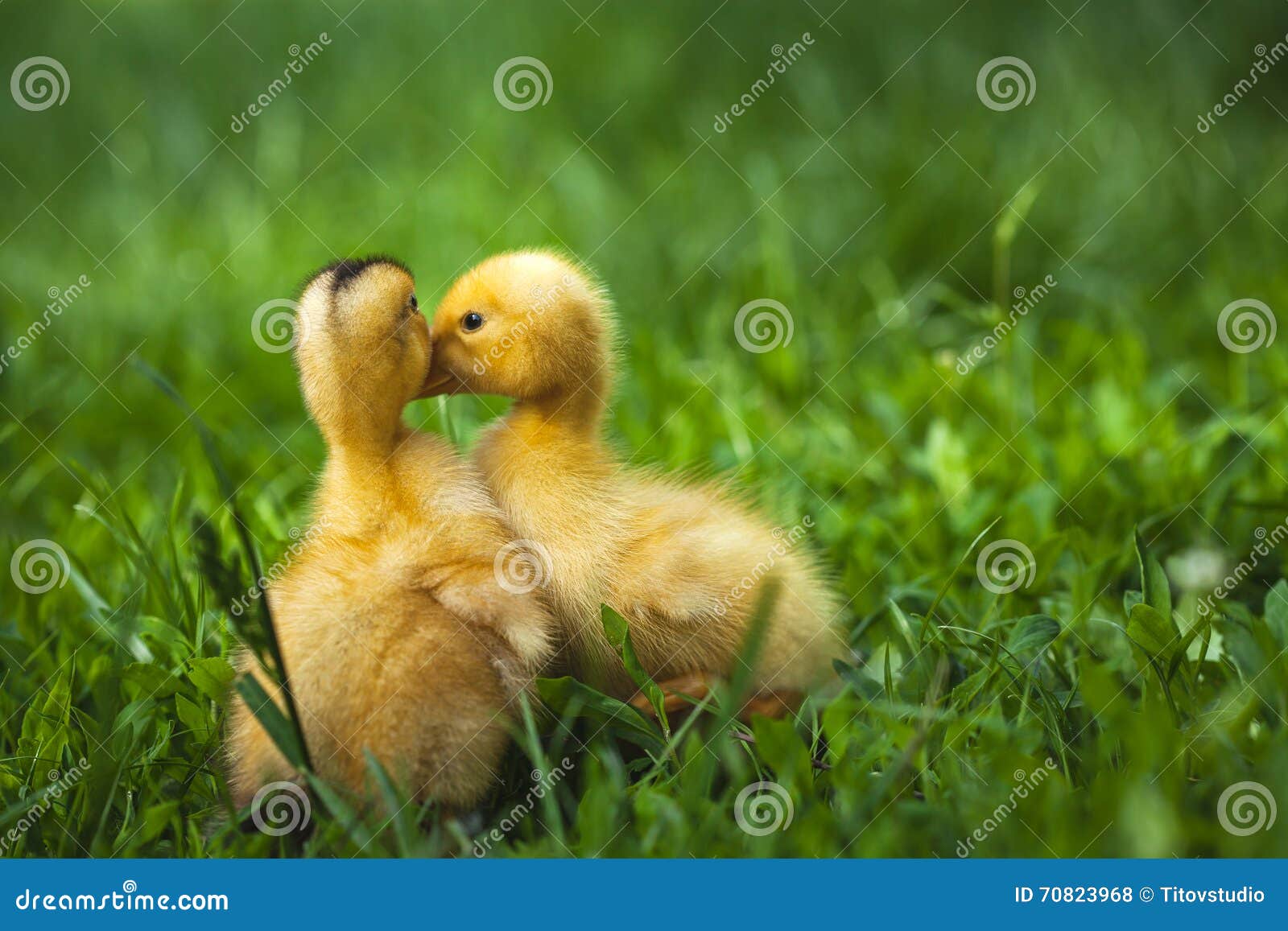 Fluffy Chicks Walks in Green Grass Stock Photo - Image of animals ...