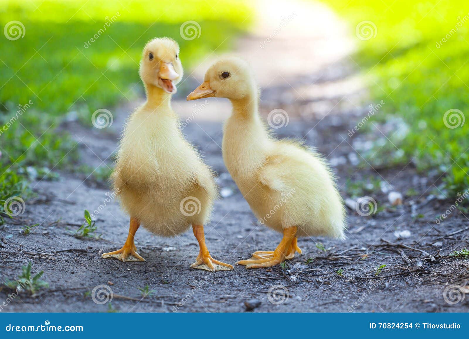 Fluffy Chicks Walks in Green Grass Stock Photo - Image of spring, wild ...