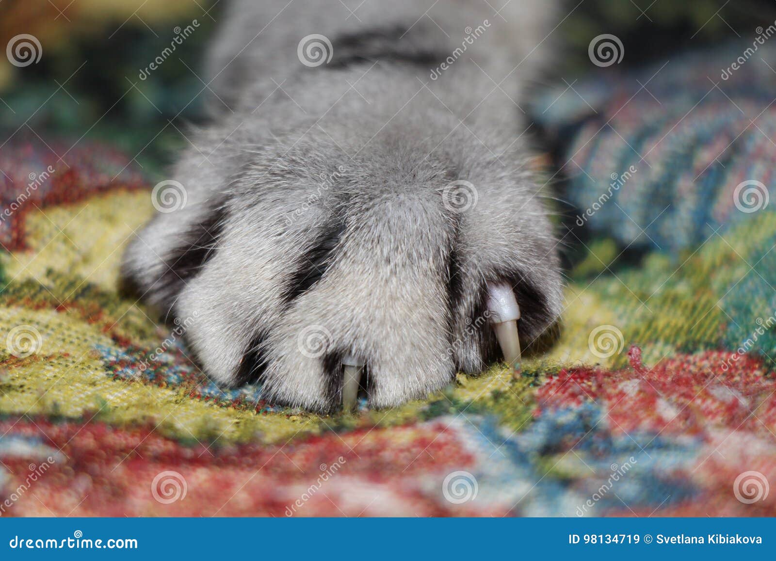 Claw Claws Close-up Isolated On Black Background Stock Image ...