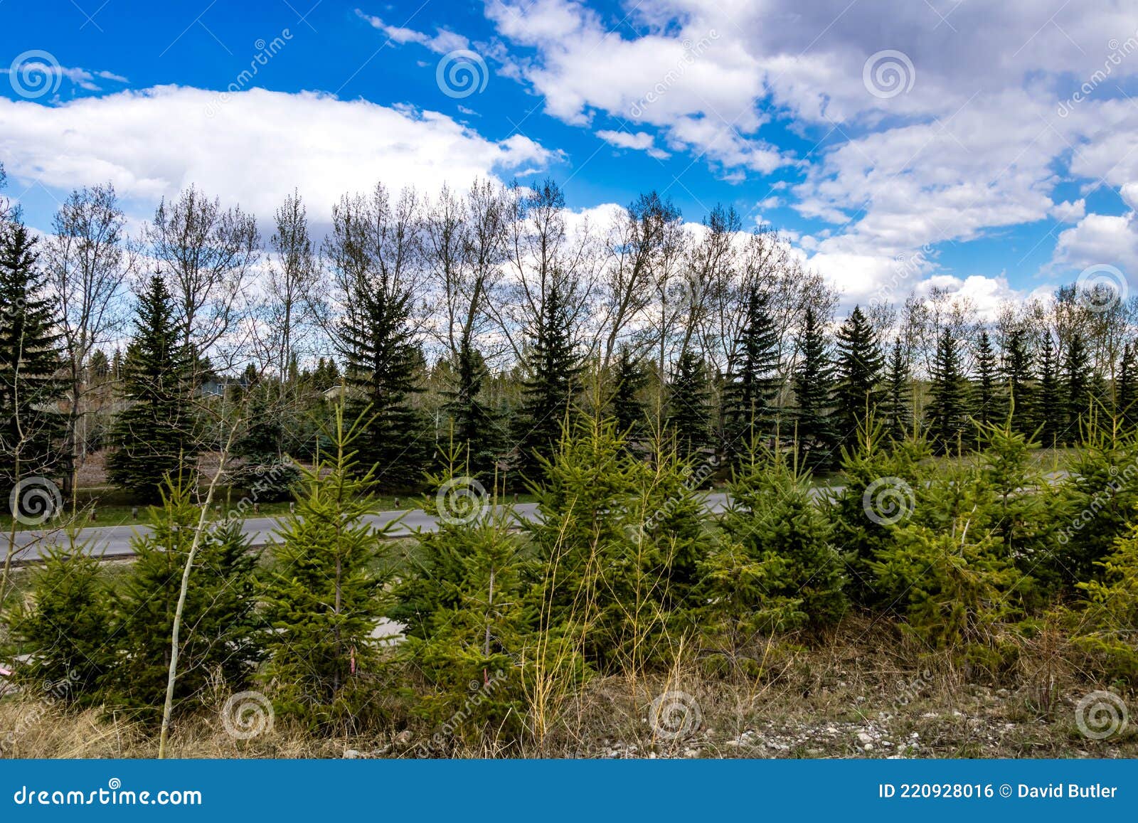 Fluffy Clouds and Pine Trees. Fish Creek Provincial Park. Alberta ...