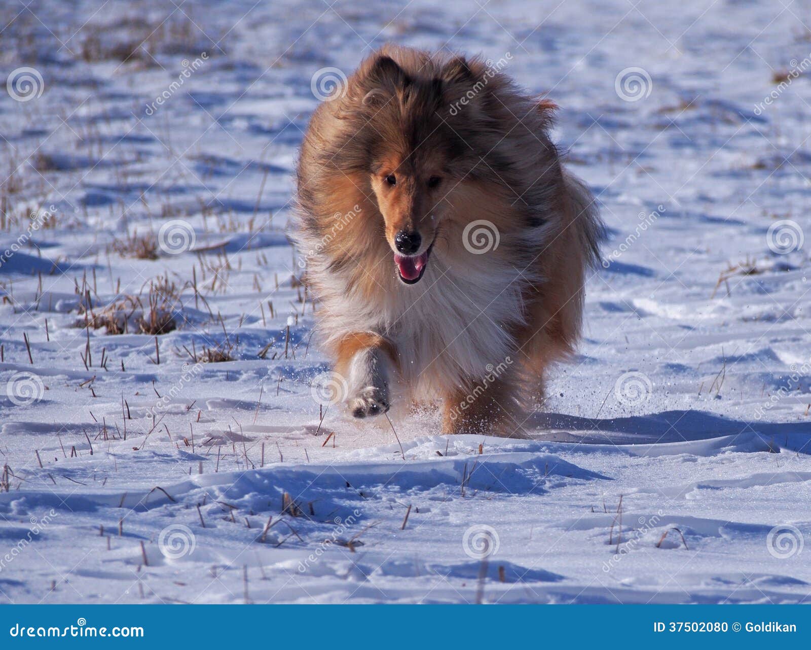 A fluffy collie stock photo. Image of beauty, cold, little - 37502080