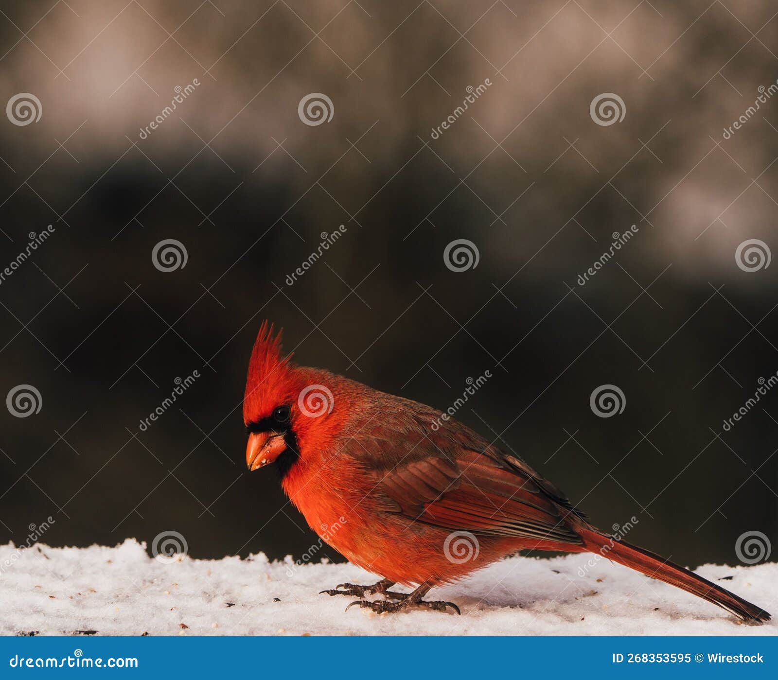 Common Cardinal Bird Wandering on the Snow Stock Image - Image of ...