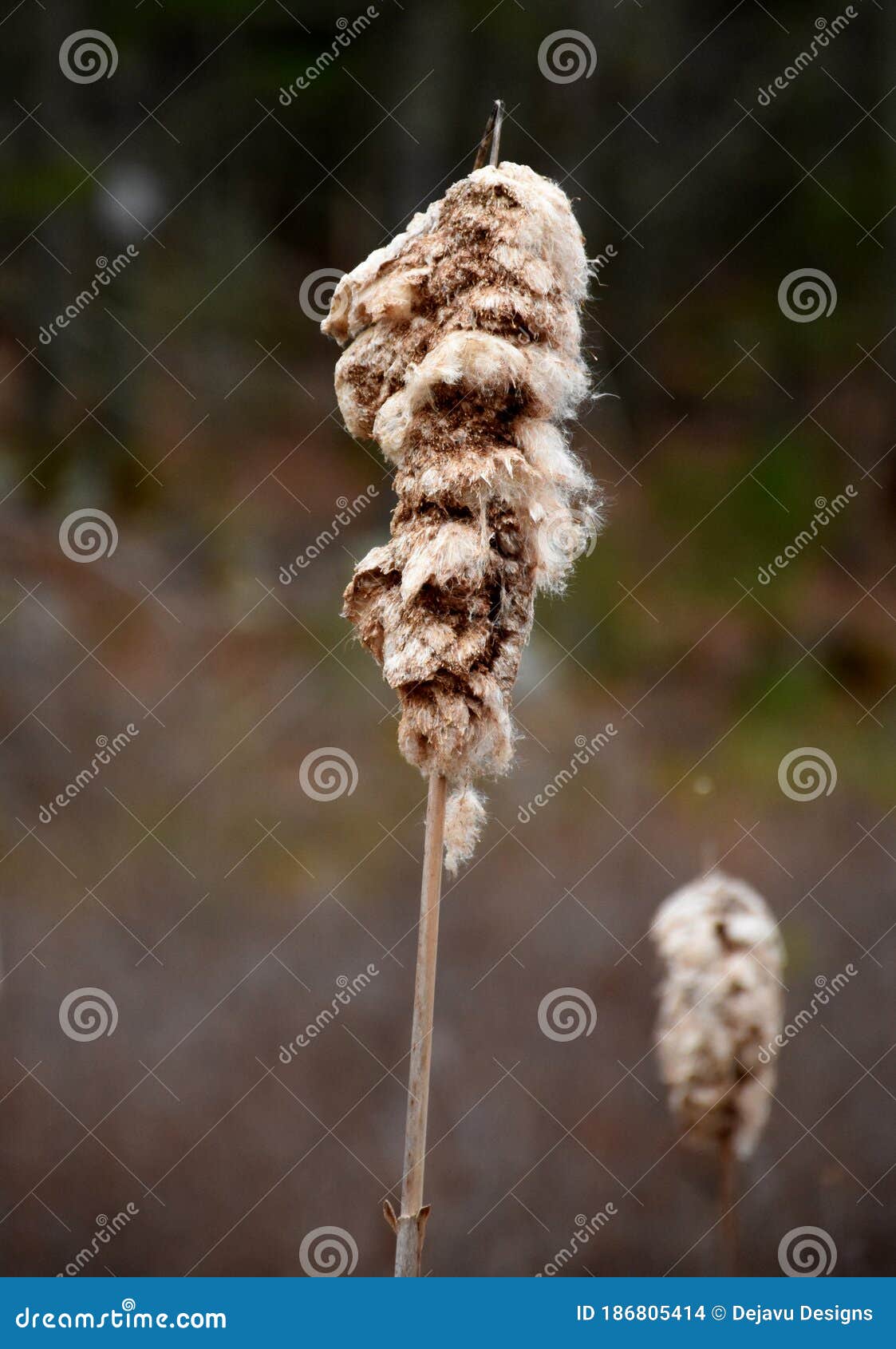 Fluffy Common Cattail and Reeds in a Marsh Stock Photo - Image of ...