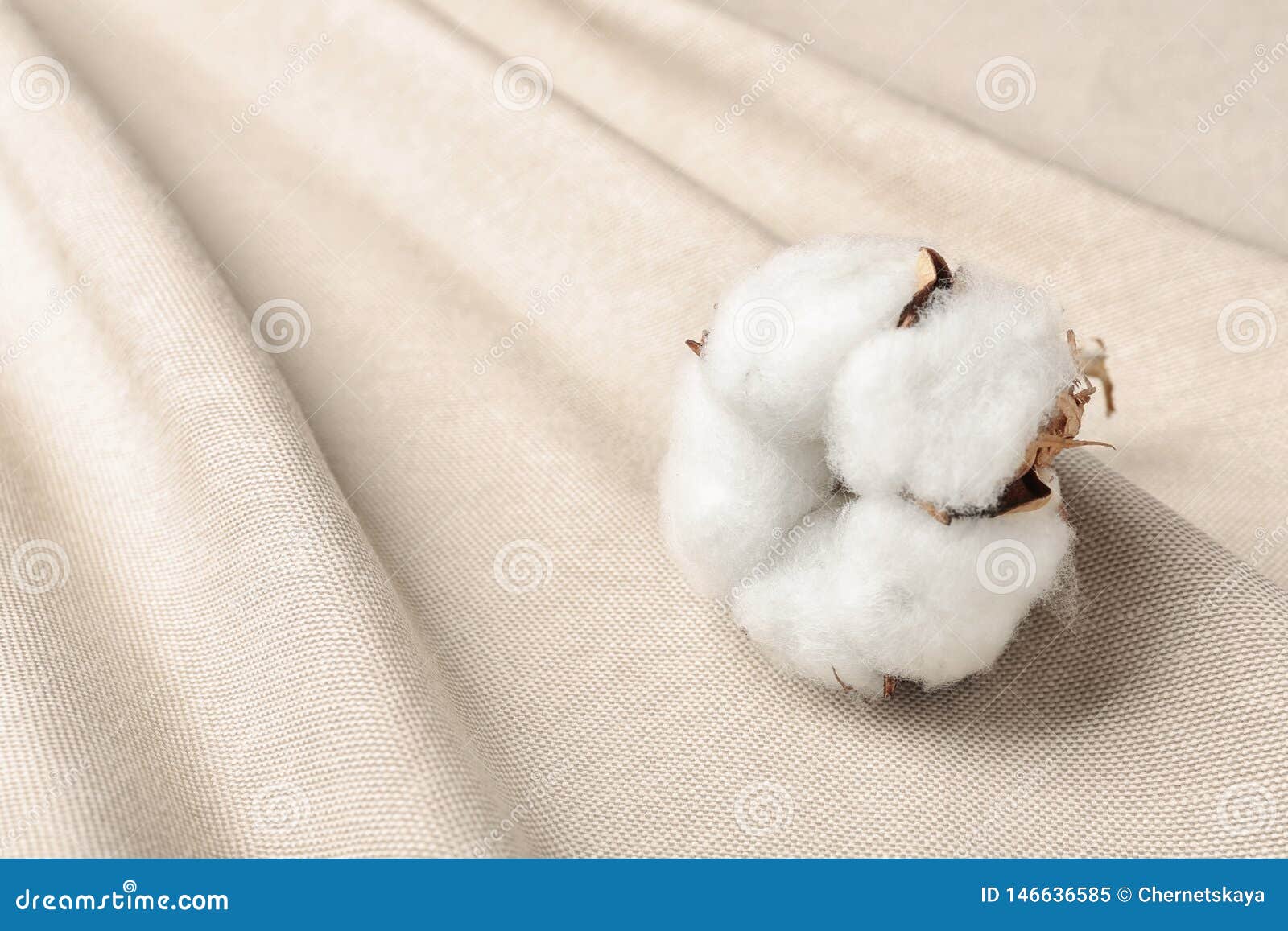 Fluffy Cotton Flower on Fabric, Closeup. Stock Image - Image of canvas ...