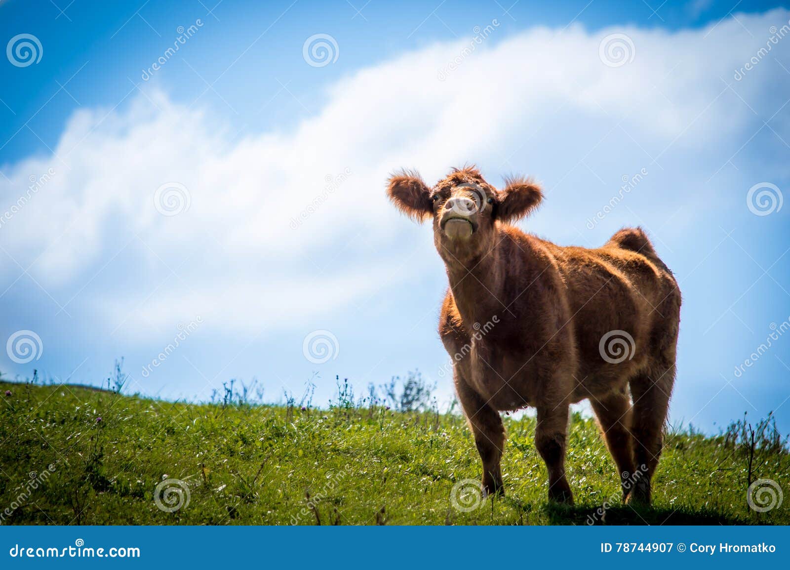 Fluffy Cow stock image. Image of meadow, livestock, rural - 78744907