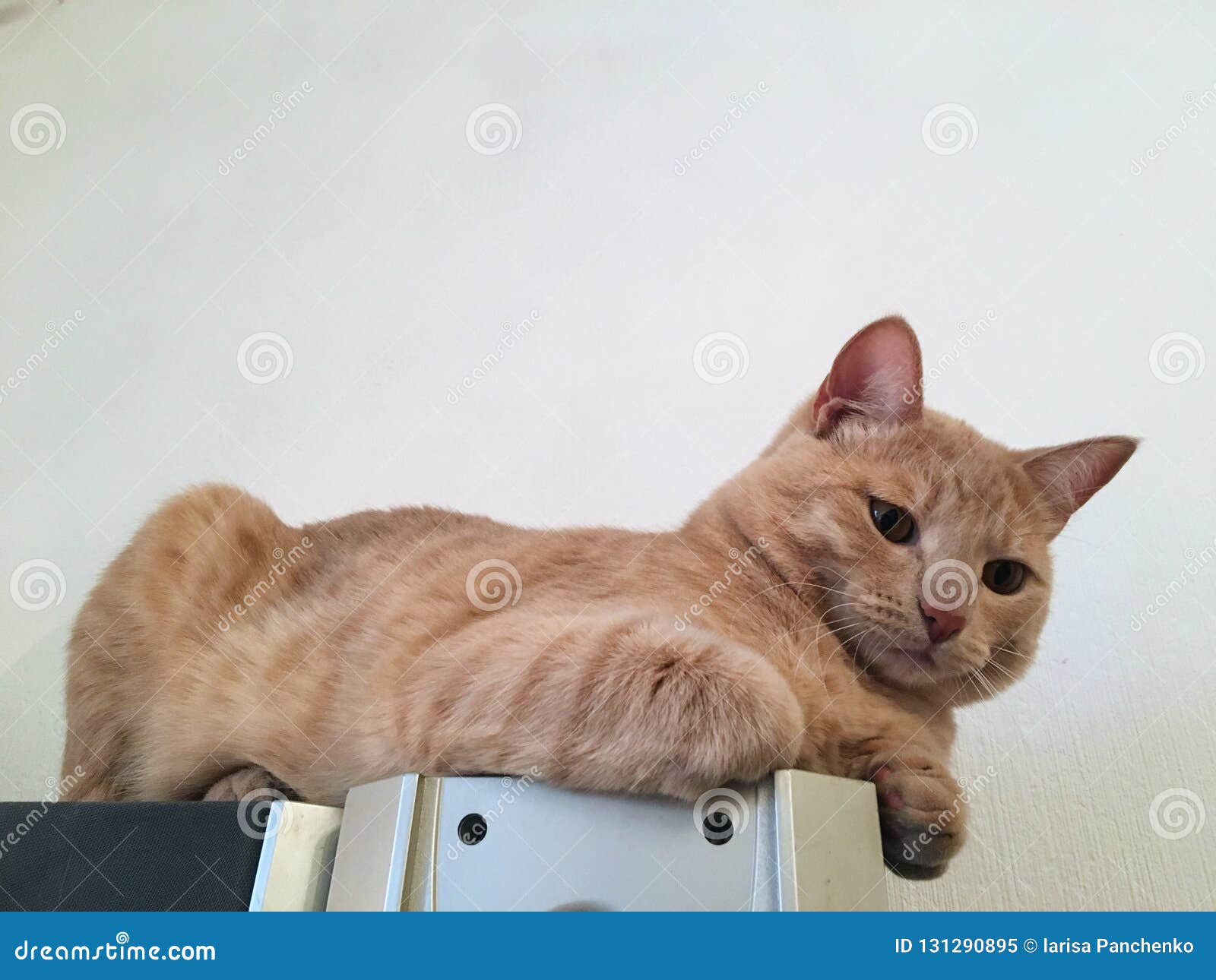 A cat looks down stock image. Image of cream, fluffy - 131290895