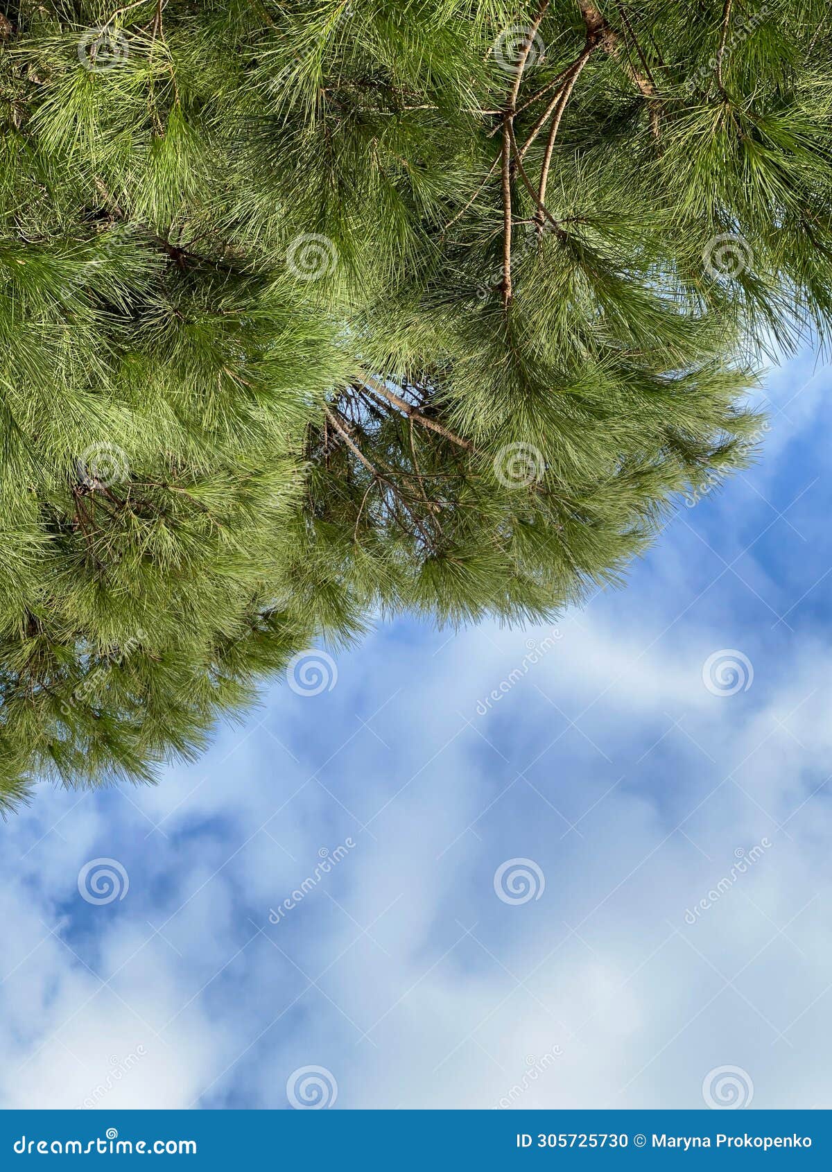 A Fluffy Crown Of A Blooming Agave Against The Background Of A Blue Sky ...