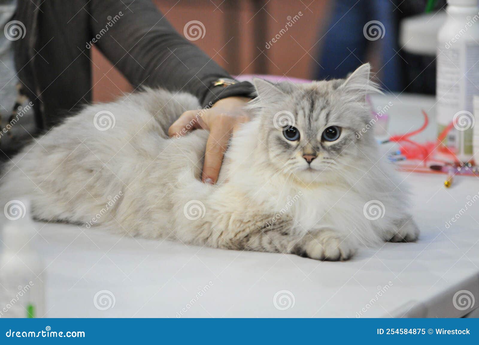 Fluffy Cute Cat on the Table in the Vet Stock Image - Image of domestic ...