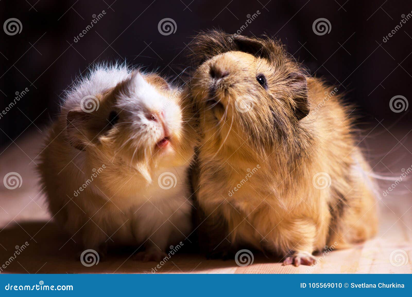 8,338 Cute Rodents Stock Photos - Free & Royalty-Free Stock Photos from ...