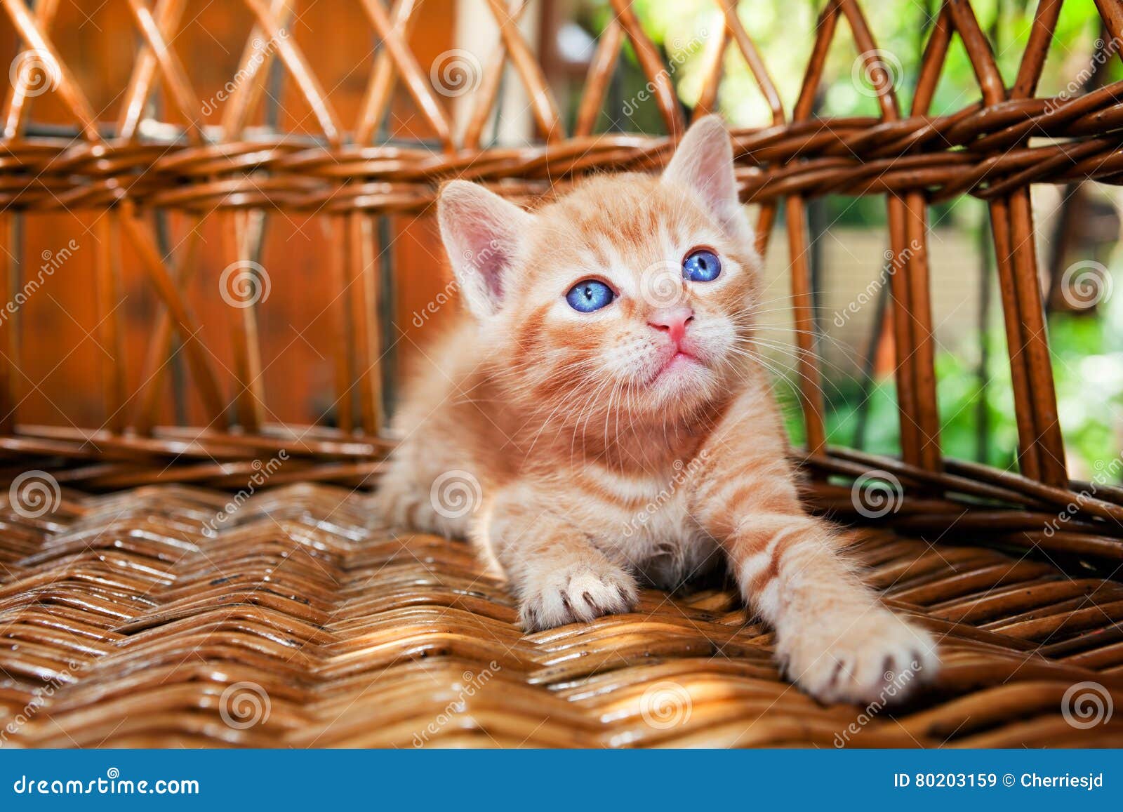 Fluffy cute yellow kitten stock image. Image of lovable - 80203159