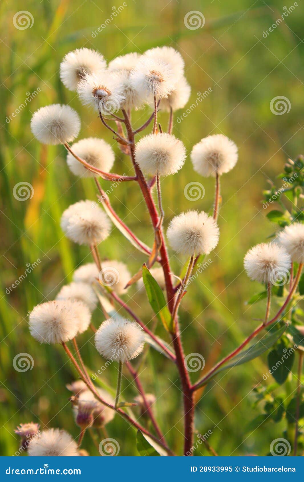 Fluffy dandelion stock image. Image of spread, little - 28933995