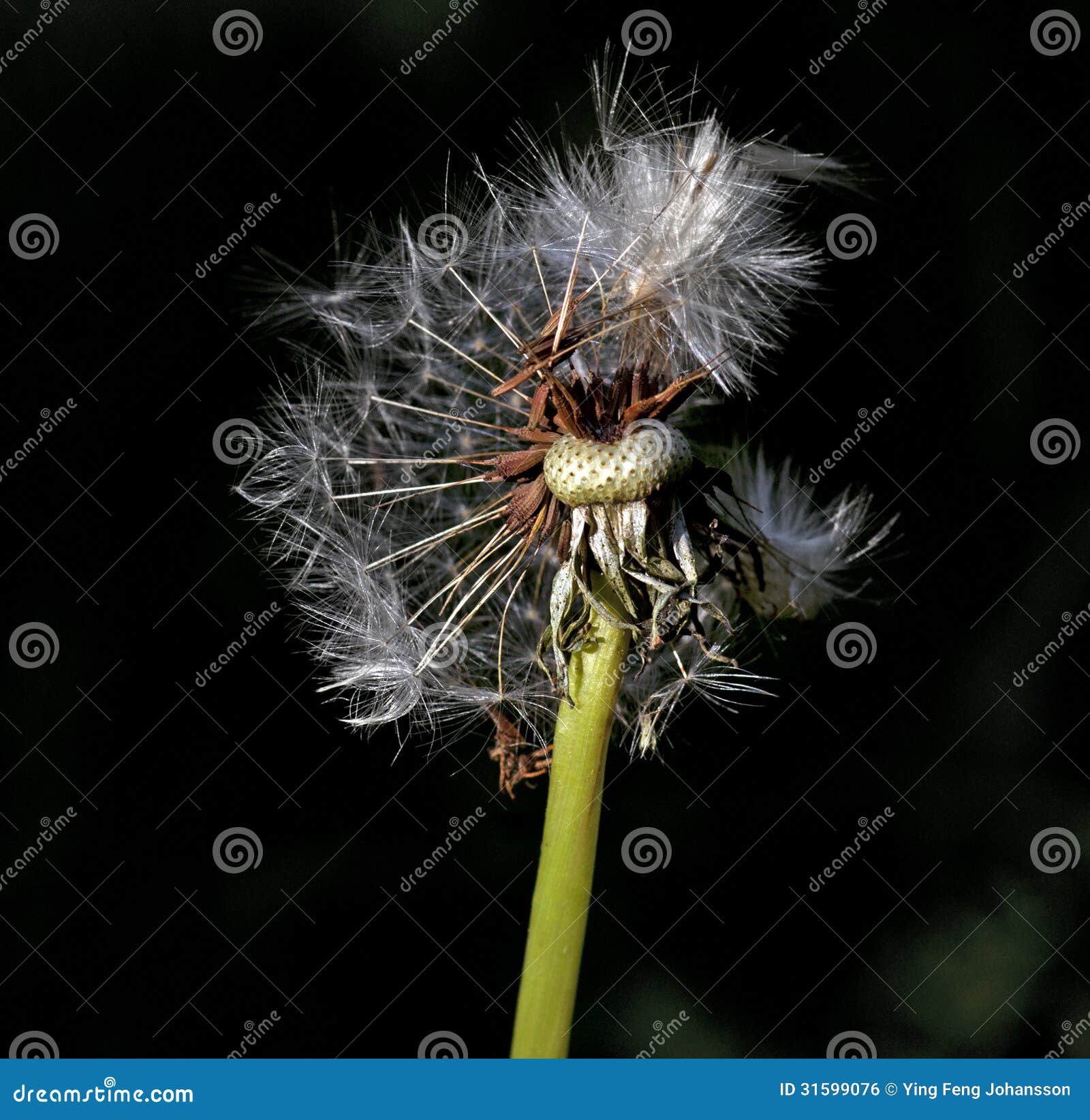 Fluffy dandelion stock photo. Image of light, weed, fragility - 31599076