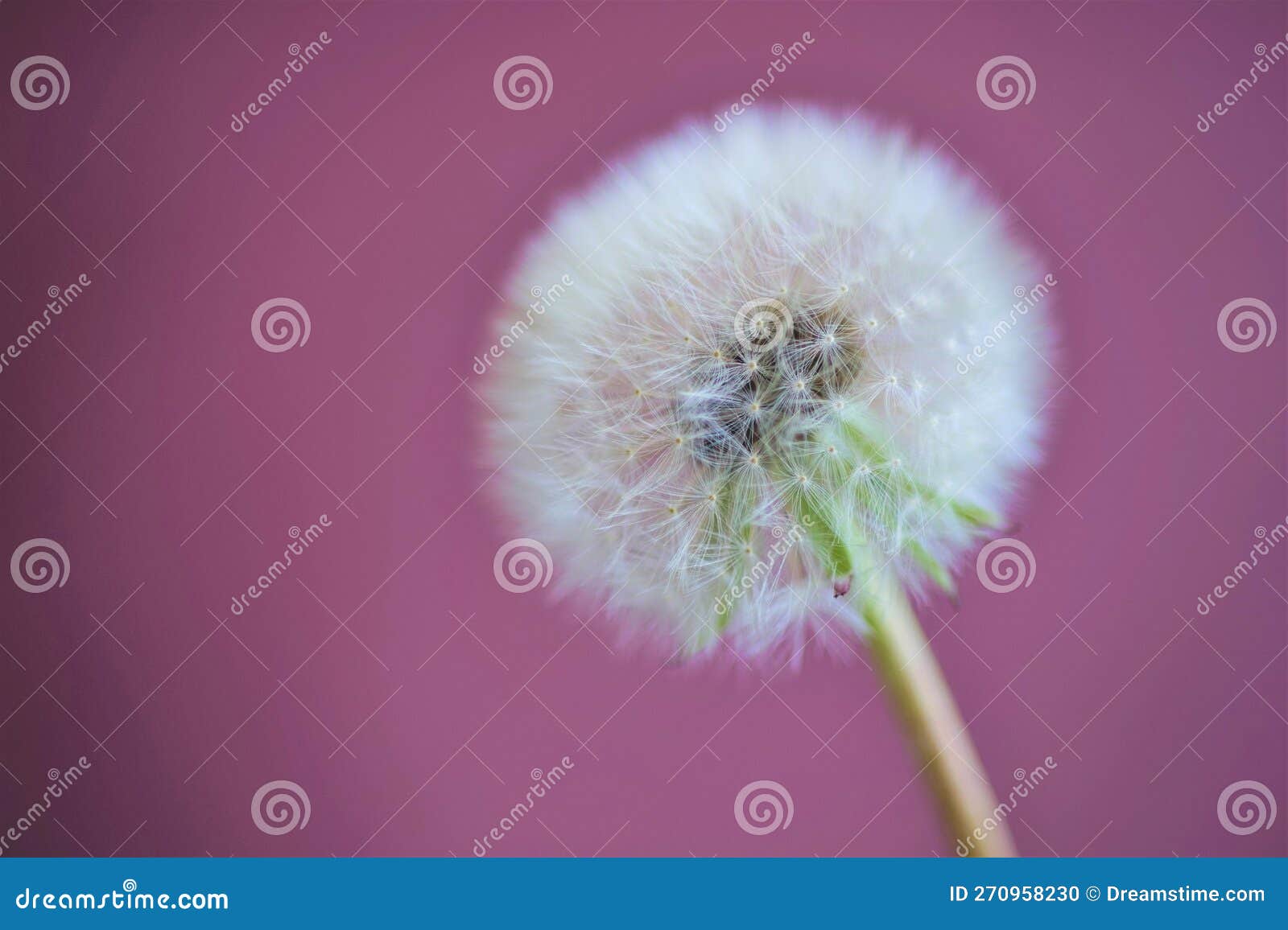 Fluffy Dandelion Flower on Pale Pink Wall Background Stock Photo ...