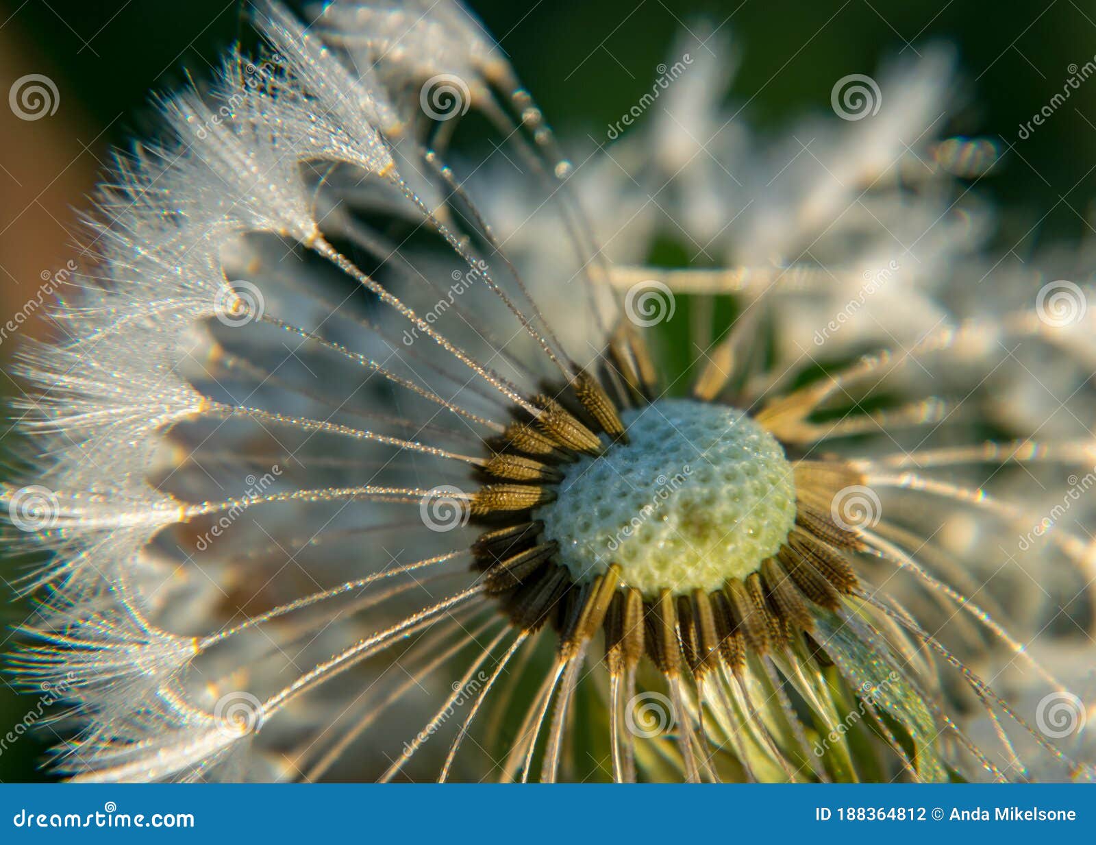 Fluffy Dandelion Fluff and Dew Drops, Blurred Details, Close Up Stock ...