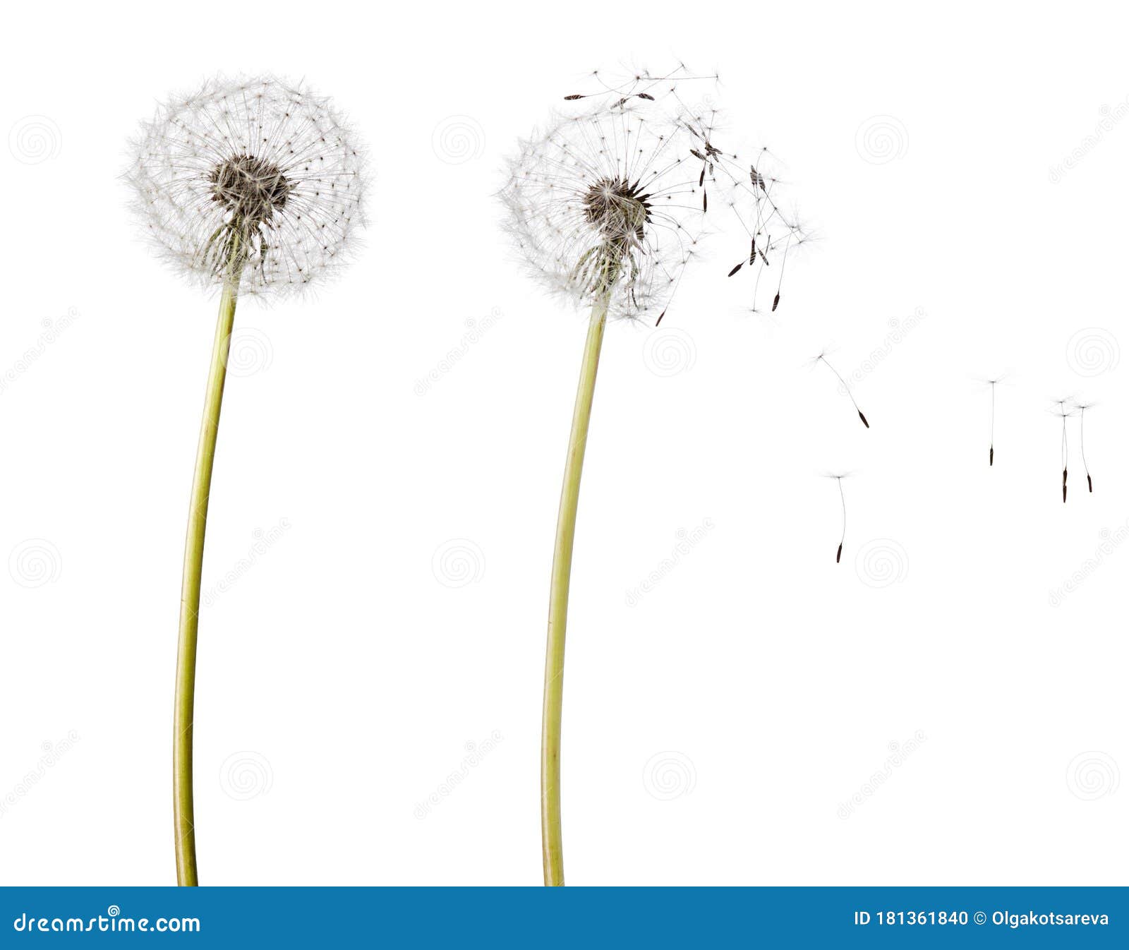 Fluffy Dandelion Head on Stalk and Flying Seeds Isolated on White ...