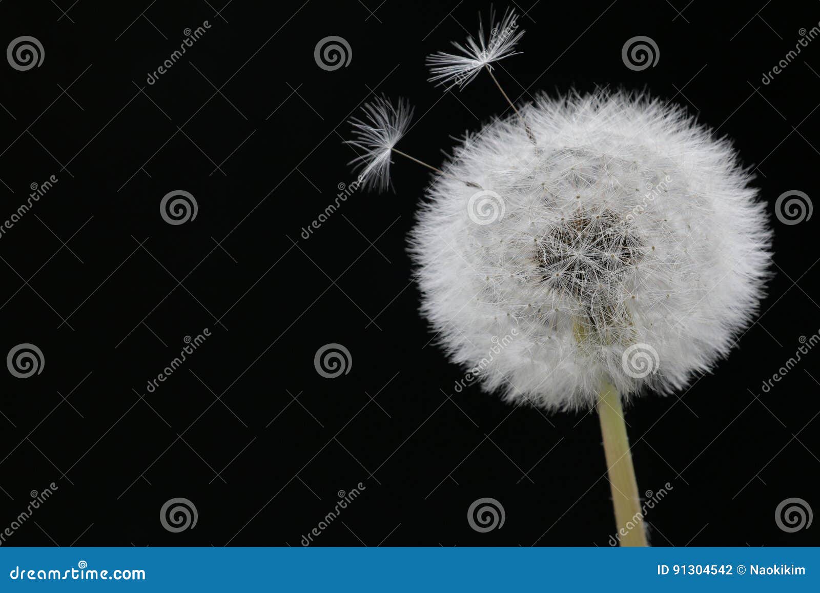 Fluffy Dandelion Puff on Black Stock Photo - Image of macro, object ...
