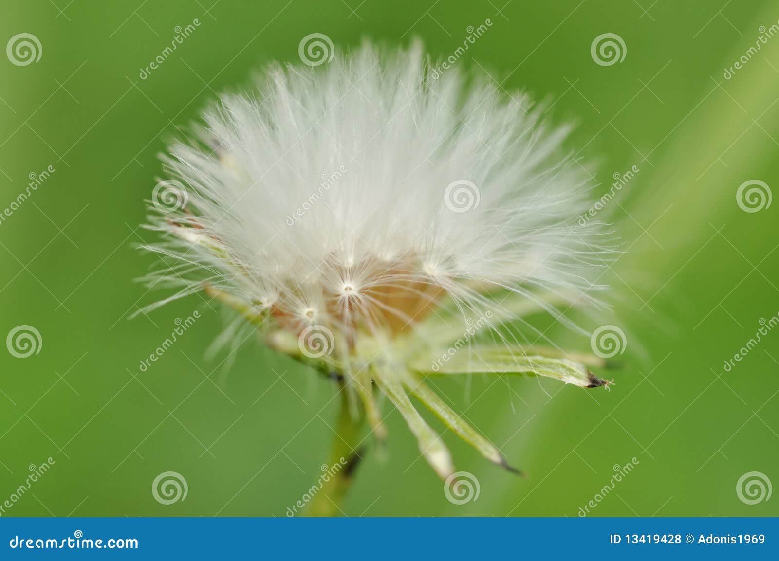 Fluffy dandelion seed ball stock photo. Image of ball - 13419428