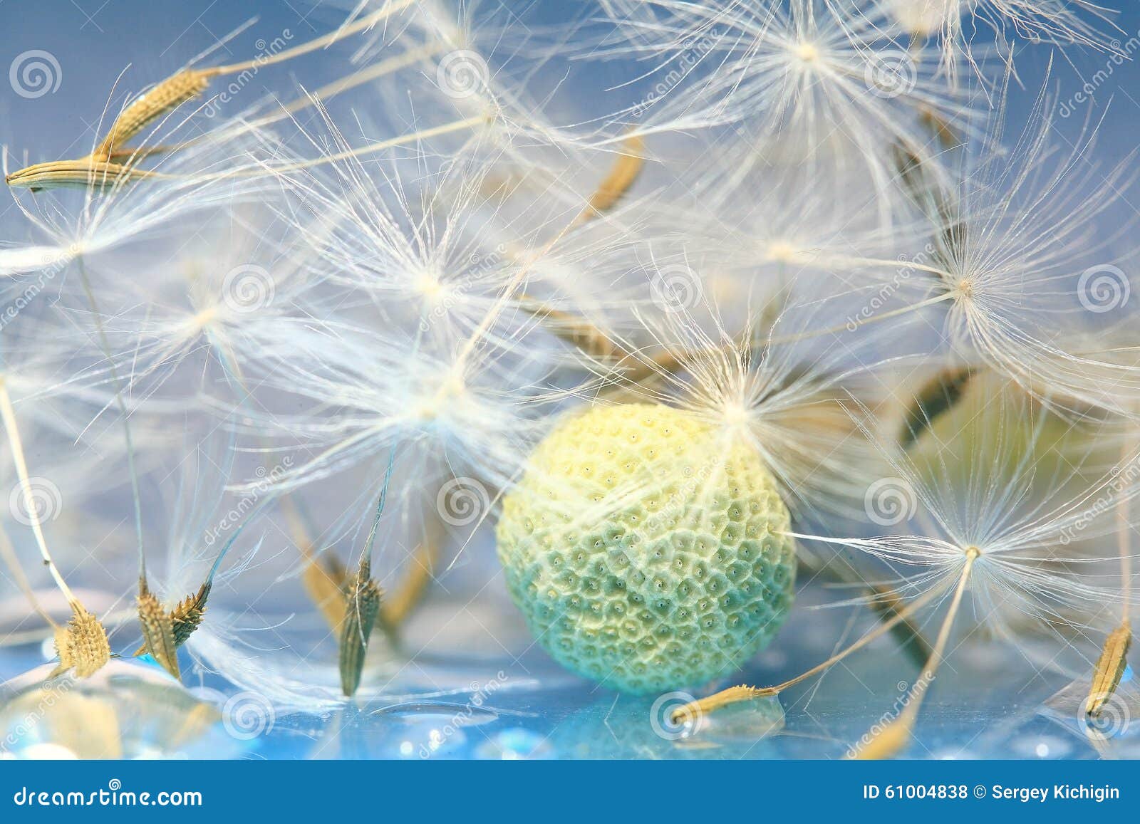 Fluffy dandelion seeds stock photo. Image of dream, botanic - 61004838