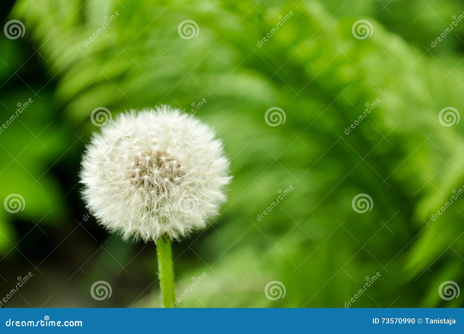 Fluffy dandelion stock photo. Image of ferns, juicy, dandelion - 73570990