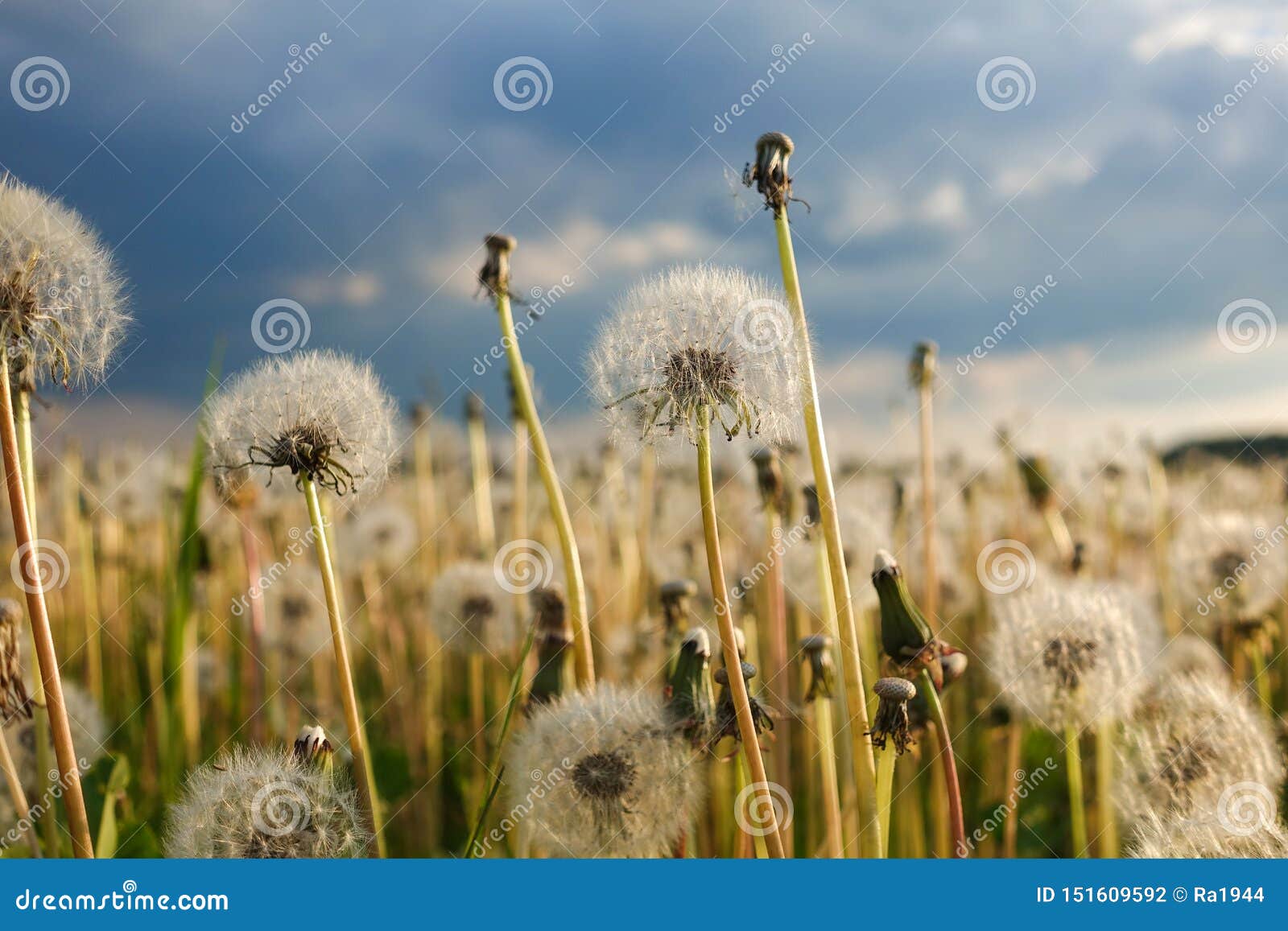 Fluffy Dandelions on a Field Against the Sky Stock Photo - Image of ...