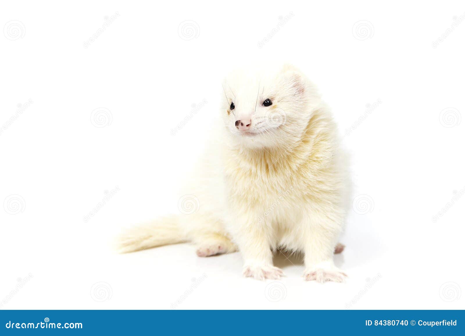Fluffy Dew Ferret on White Background Posing for Portrait in Studio ...