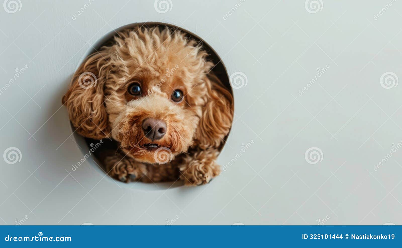 Fluffy Dog Peeking through Round Hole on White Wall Stock Photo - Image ...