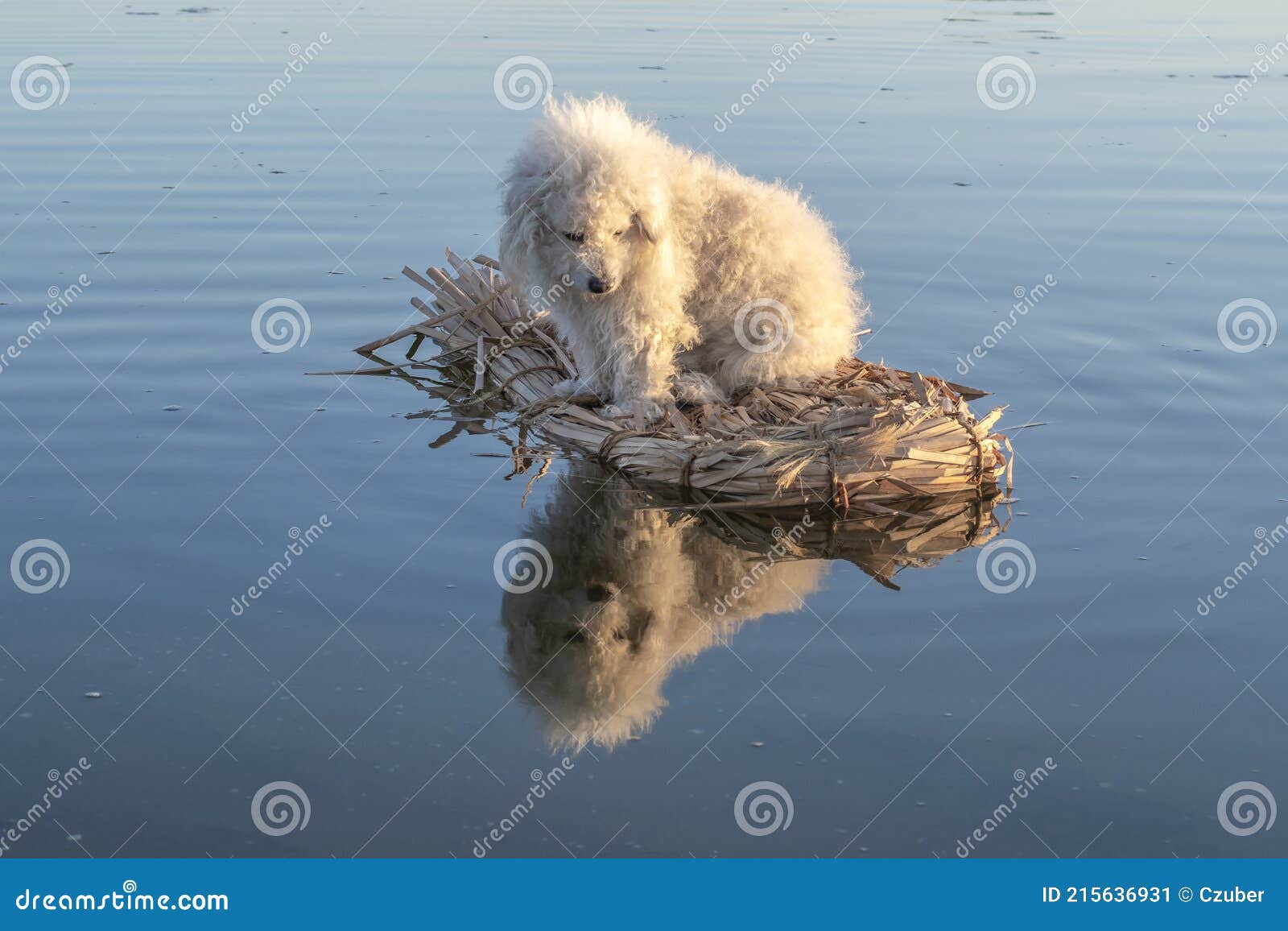 Fluffy Dog Seeing His Reflection Stock Image - Image of canine ...