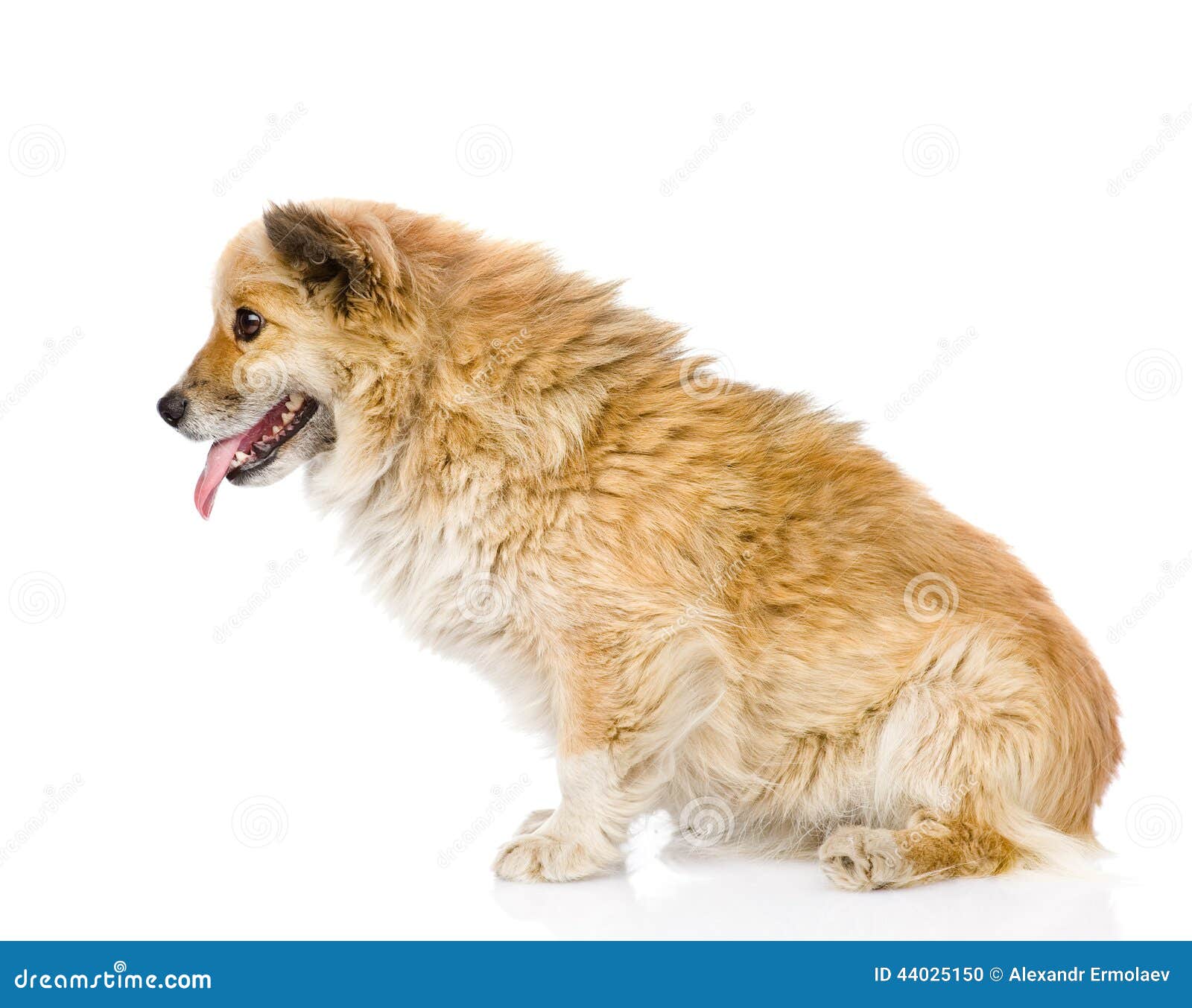 Fluffy Dog Sitting in Profile. Looking Away Stock Photo - Image of ...
