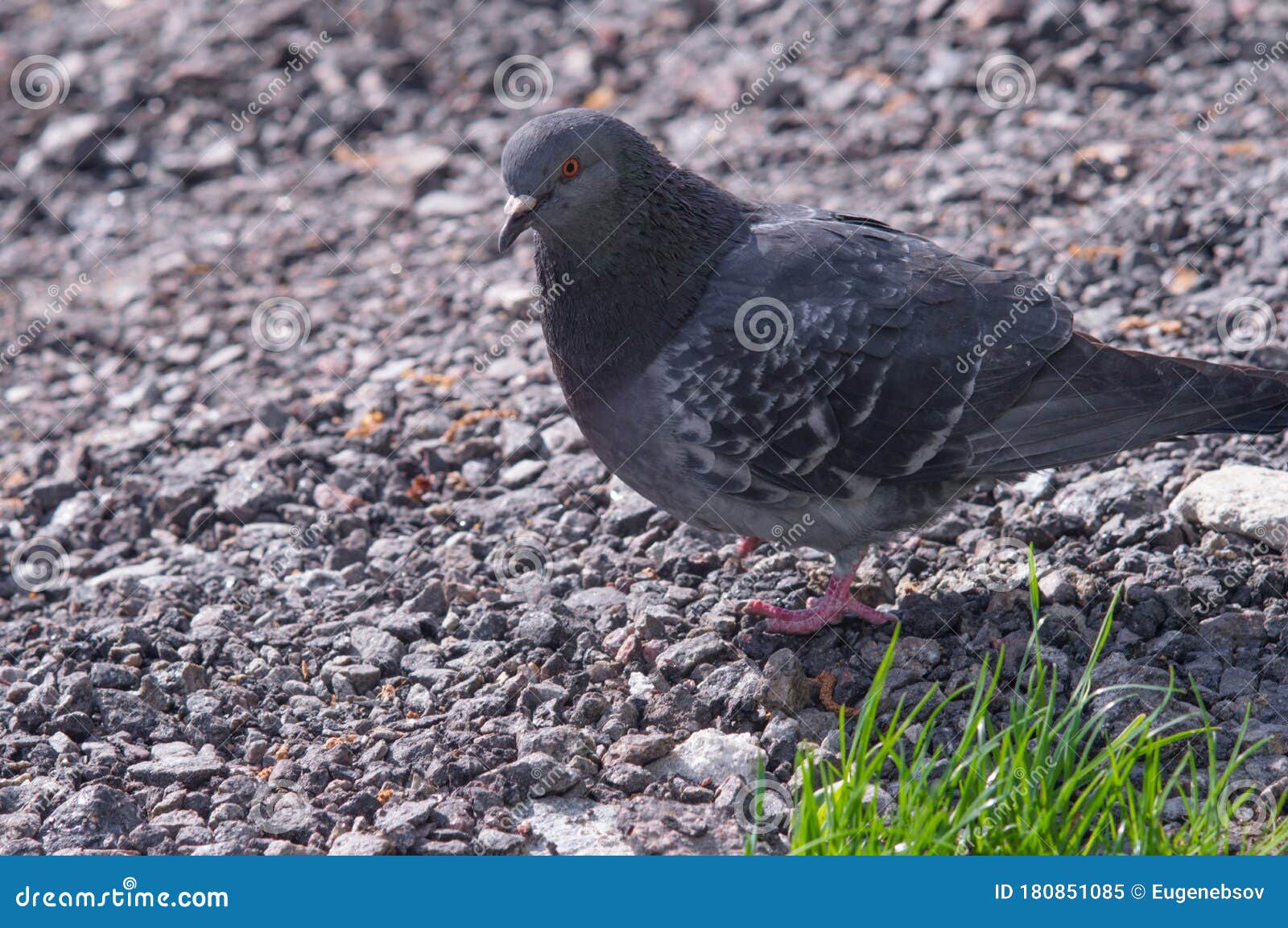 Fluffy Dove Closeup on the Ground Stock Image - Image of postcard ...