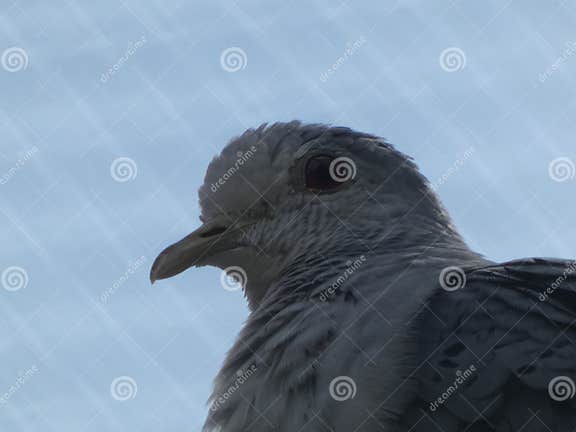 A fluffy dove stock photo. Image of lovely, doves, bird - 296074116