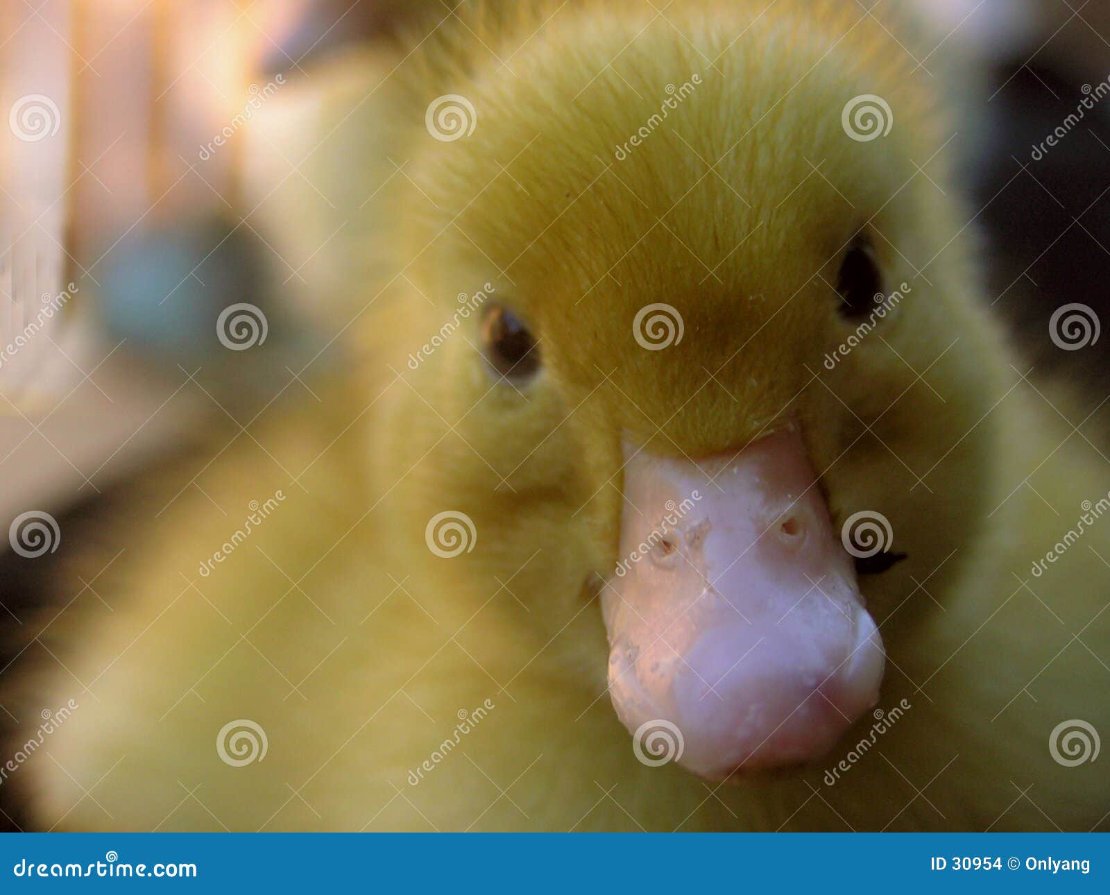 Fluffy Duckling Close Up stock photo. Image of animals, cute - 30954