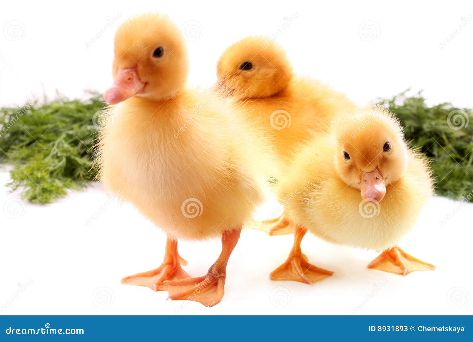 Fluffy ducklings stock image. Image of chick, detail, spring - 8931893