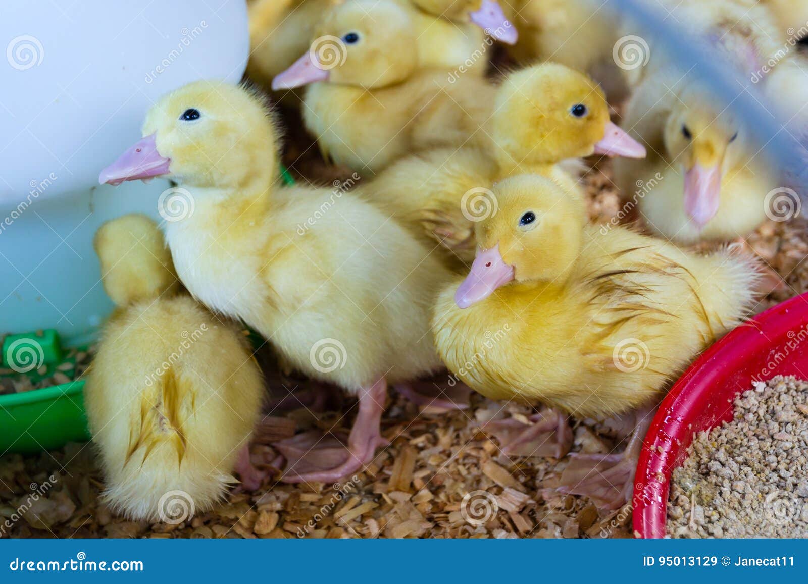 Fluffy ducklings stock image. Image of funny, webbed - 95013129