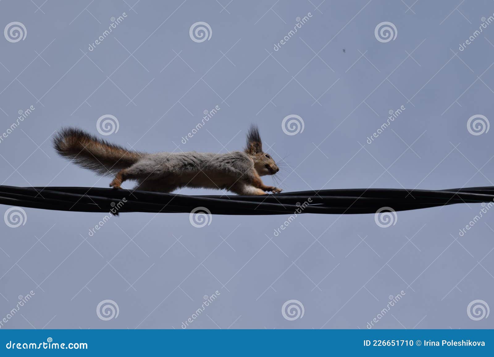 Fluffy Eared Squirrel on Electric Wire Stock Photo - Image of rodent ...