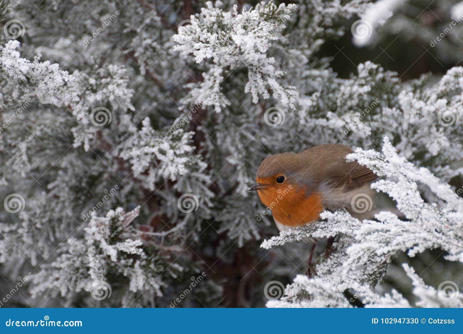 Fluffy European Robin Hiding in the Bushes Looking at the Camera Stock ...