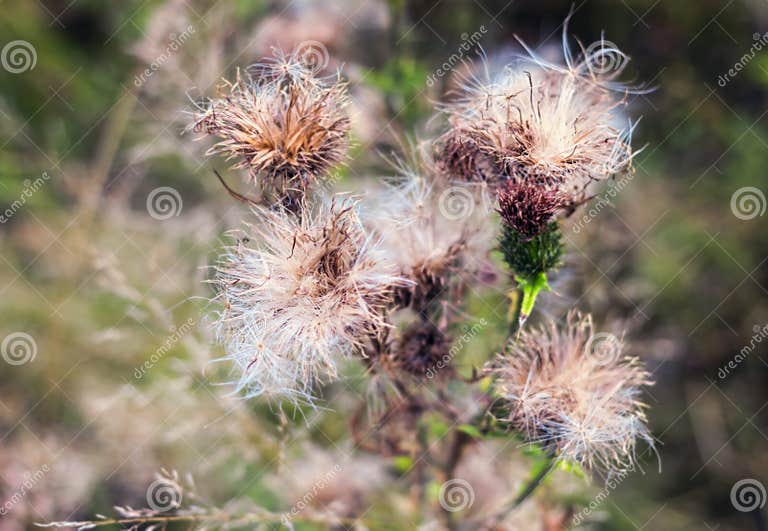 Fluffy fall thistle stock image. Image of symbol, autumn - 79857795