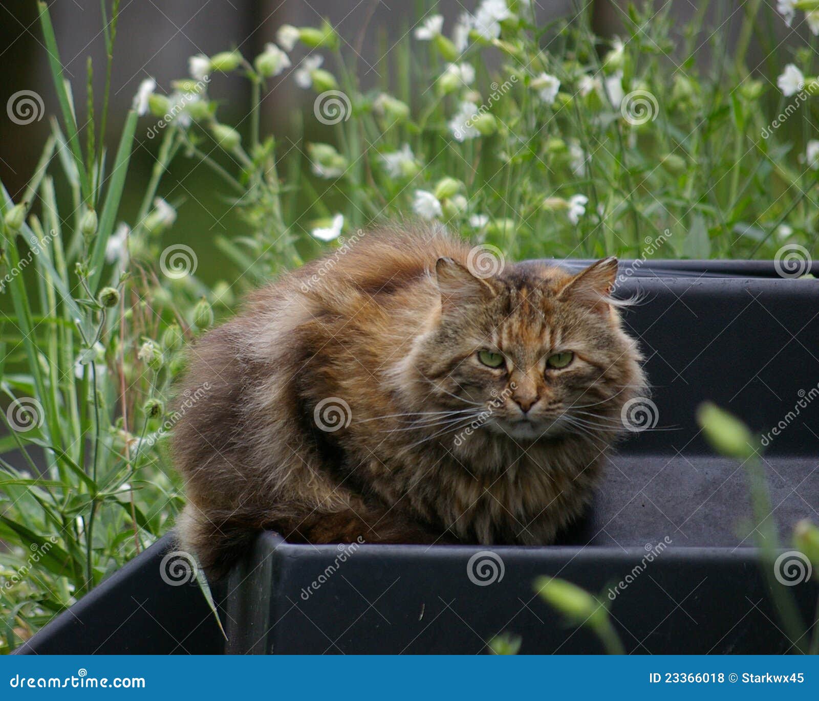 Fluffy Farm Cat stock photo. Image of furry, mammal, farm - 23366018