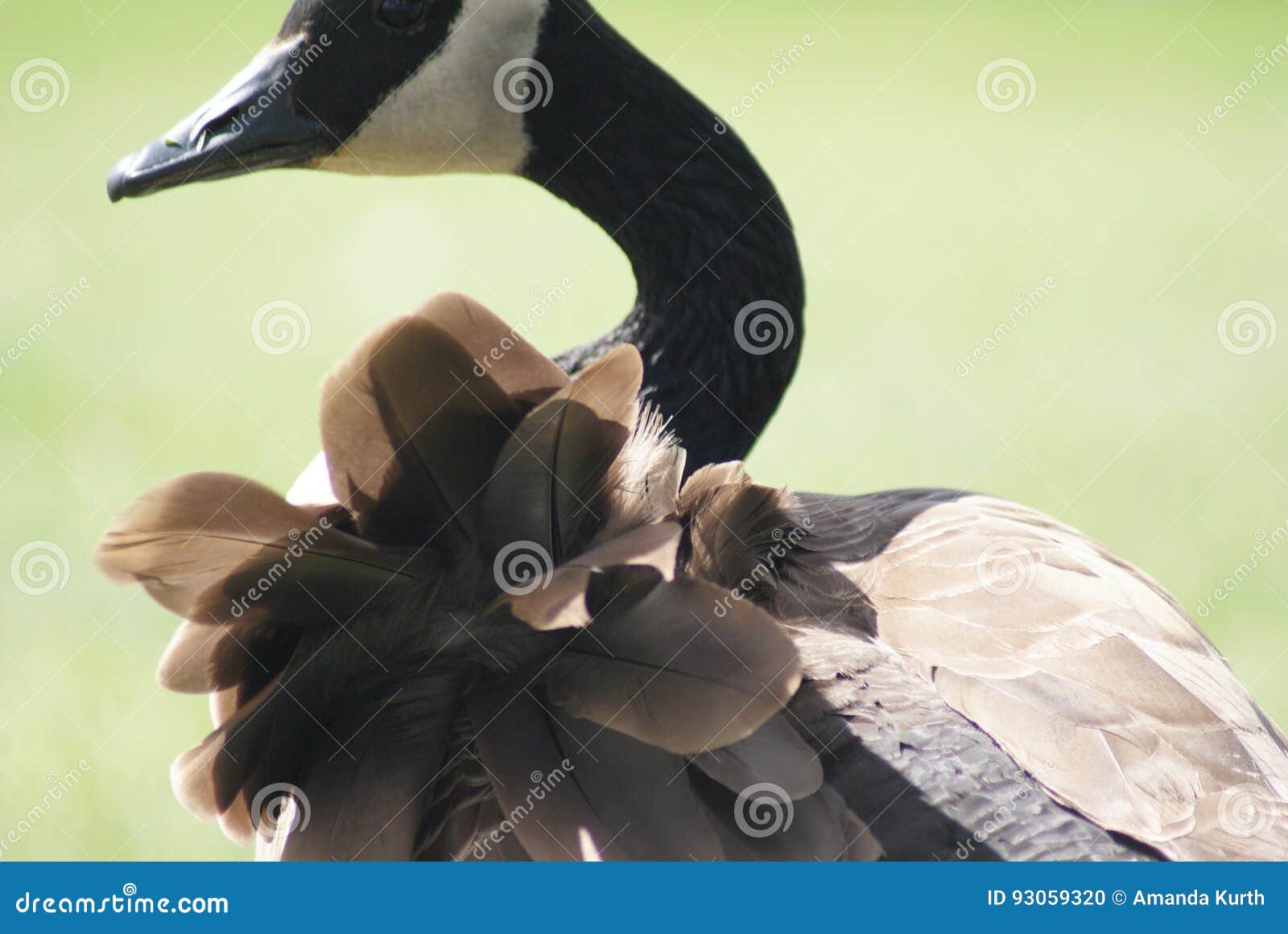 Fluffy stock photo. Image of blowing, fluffy, goose, feathered - 93059320