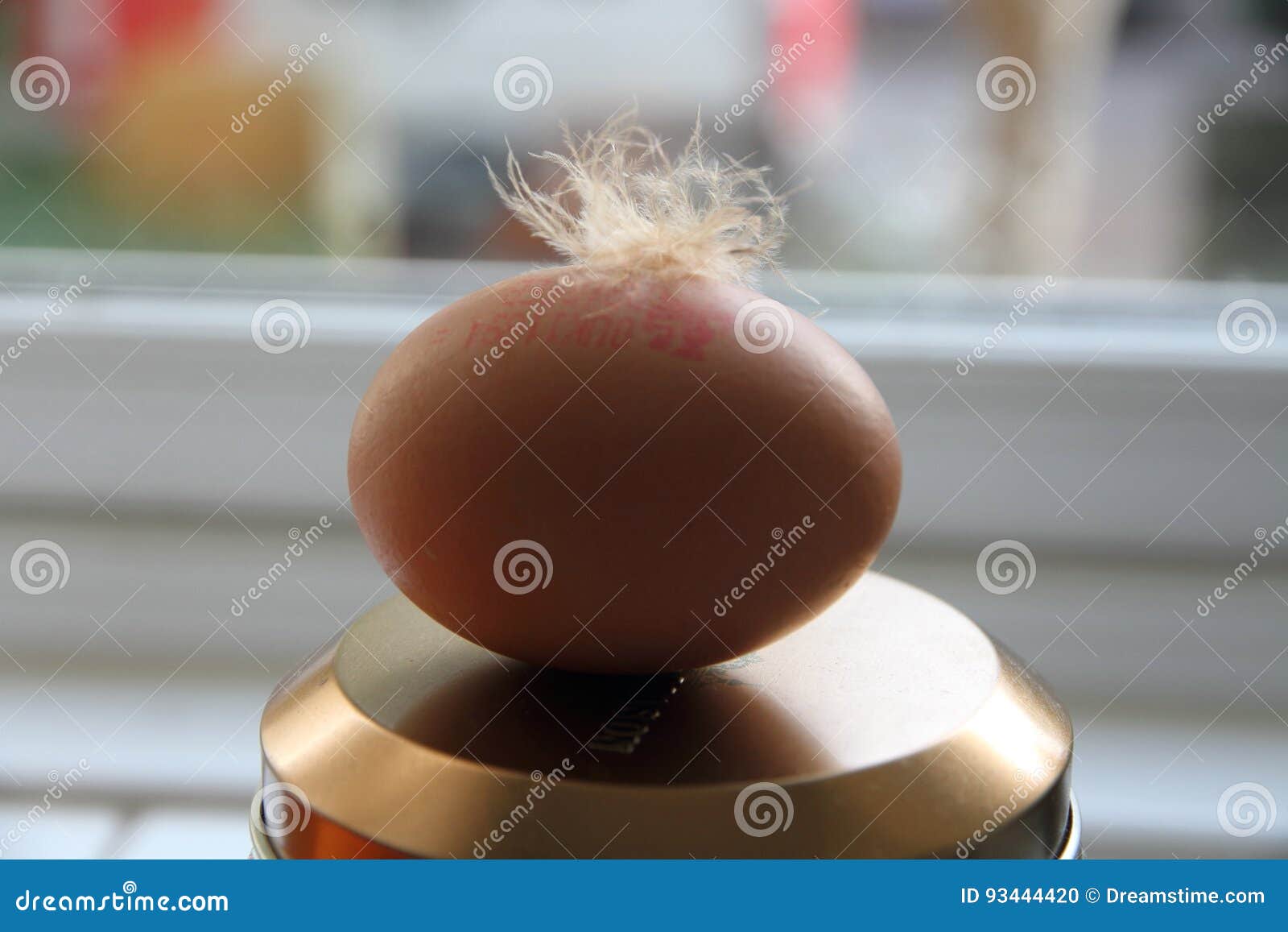 A Fluffy/Feathery/hairy Egg Stock Photo - Image of fluff, eggs: 93444420