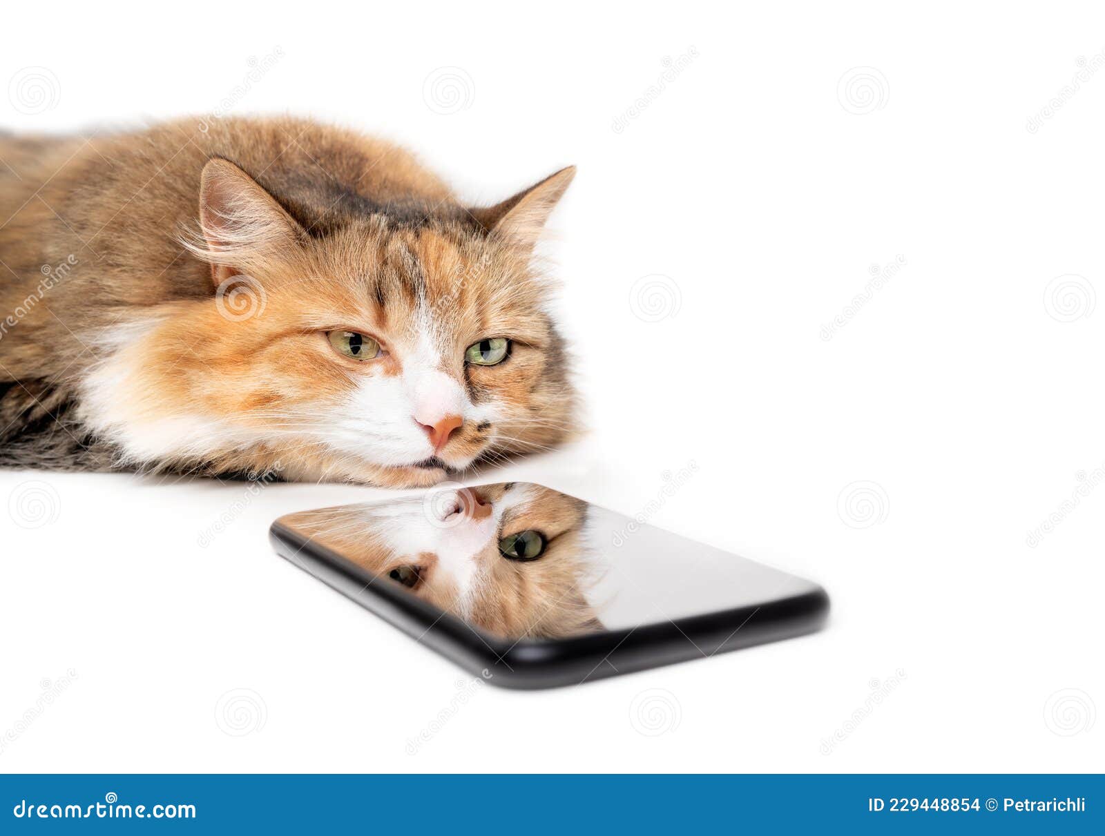 Cat Waiting Phone