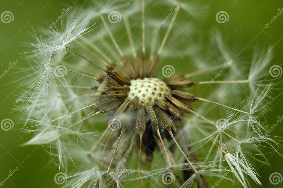 Fluffy flower stock photo. Image of fluffy, macro, yellow - 161908