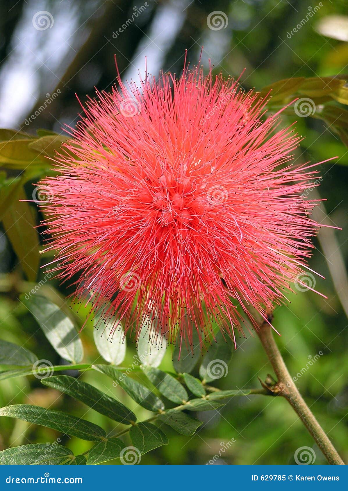 Fluffy Flower stock image. Image of plant, fluff, flora - 629785