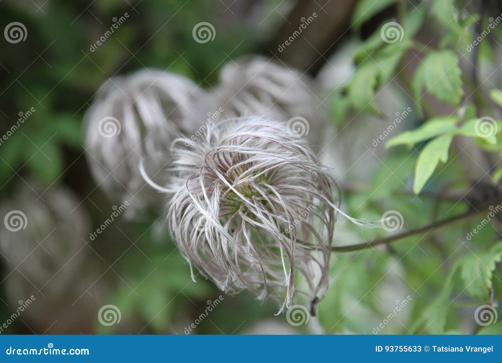 Fluffy flower stock image. Image of fluffy, human, bush - 93755633