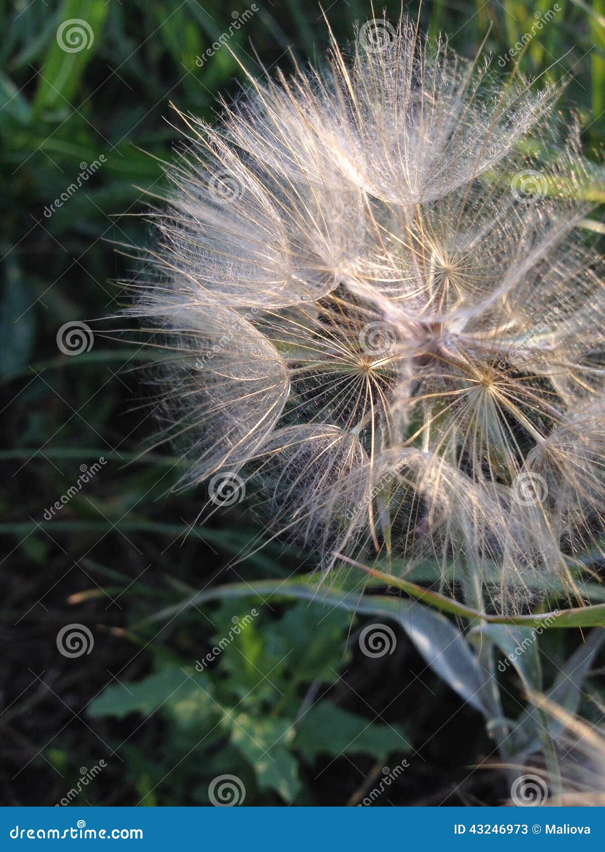 Fluffy flower stock image. Image of macro, flower, green - 43246973