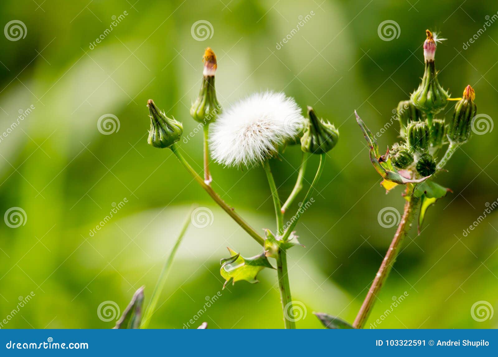 Fluffy Flower on a Prickly Plant in Nature Stock Image - Image of head ...