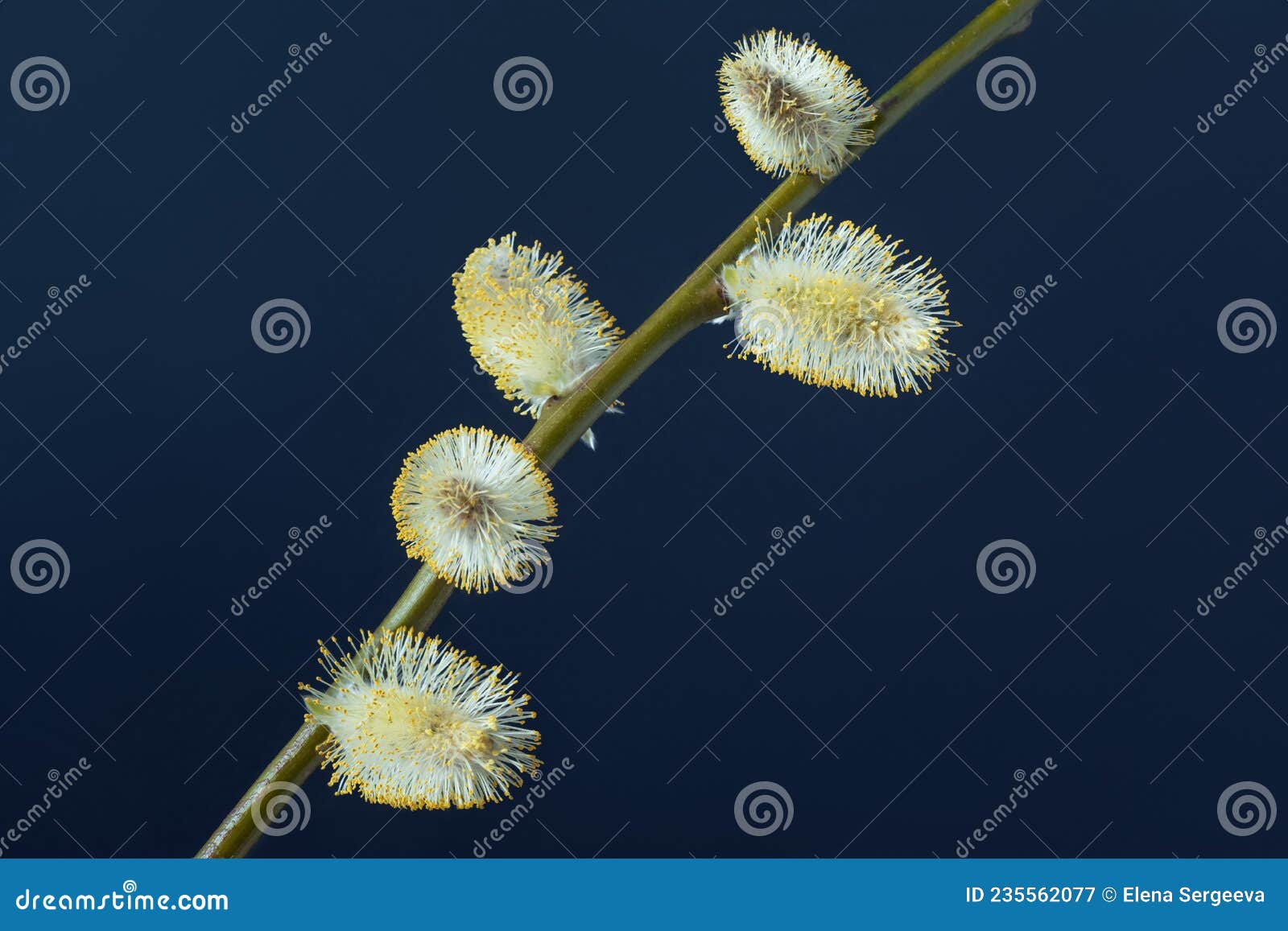 Fluffy Flowering Willow Branches with Blossoming Buds Stock Image ...