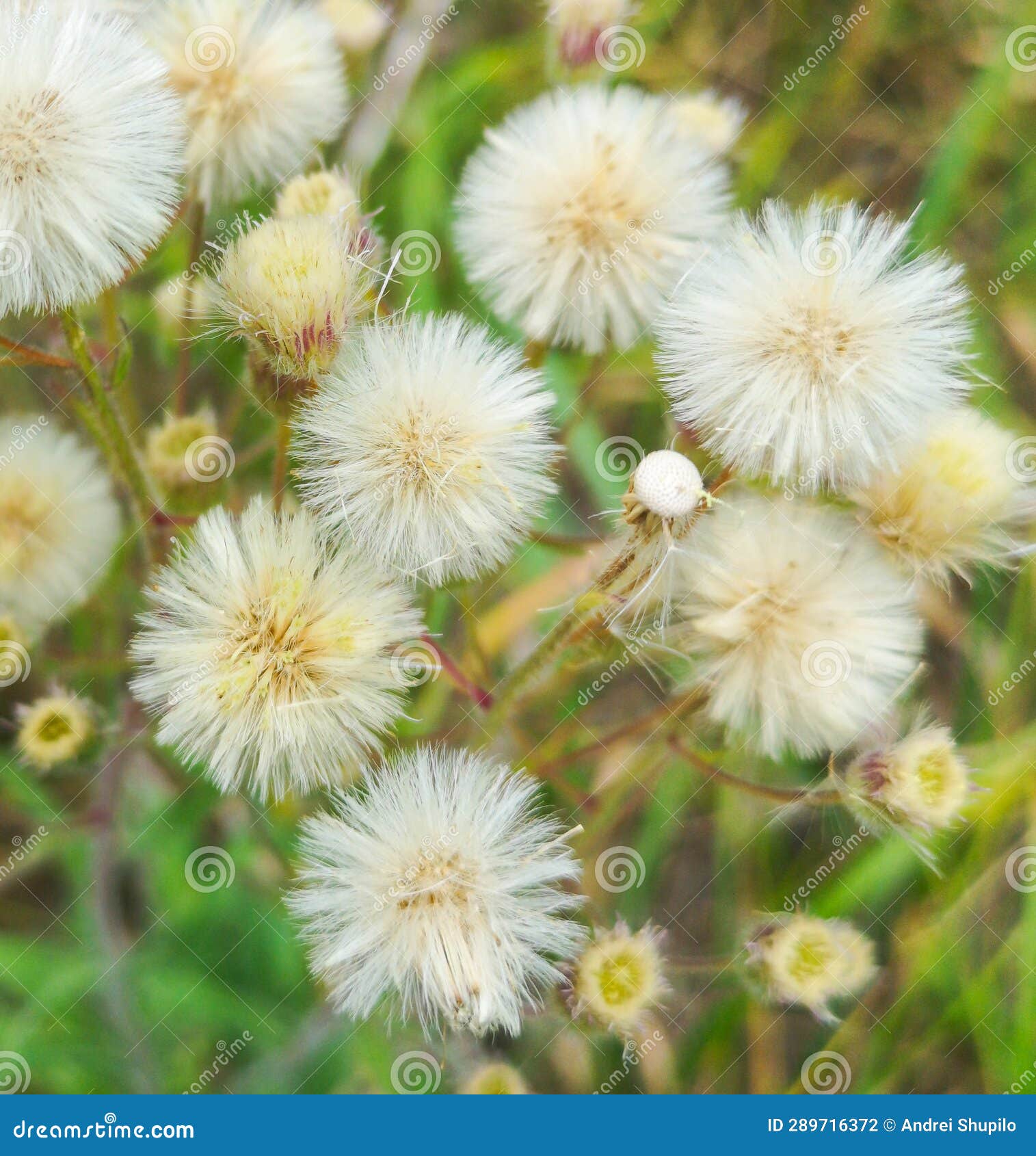 Fluffy Flowers on a Herbaceous Plant Stock Photo - Image of wildflowers ...