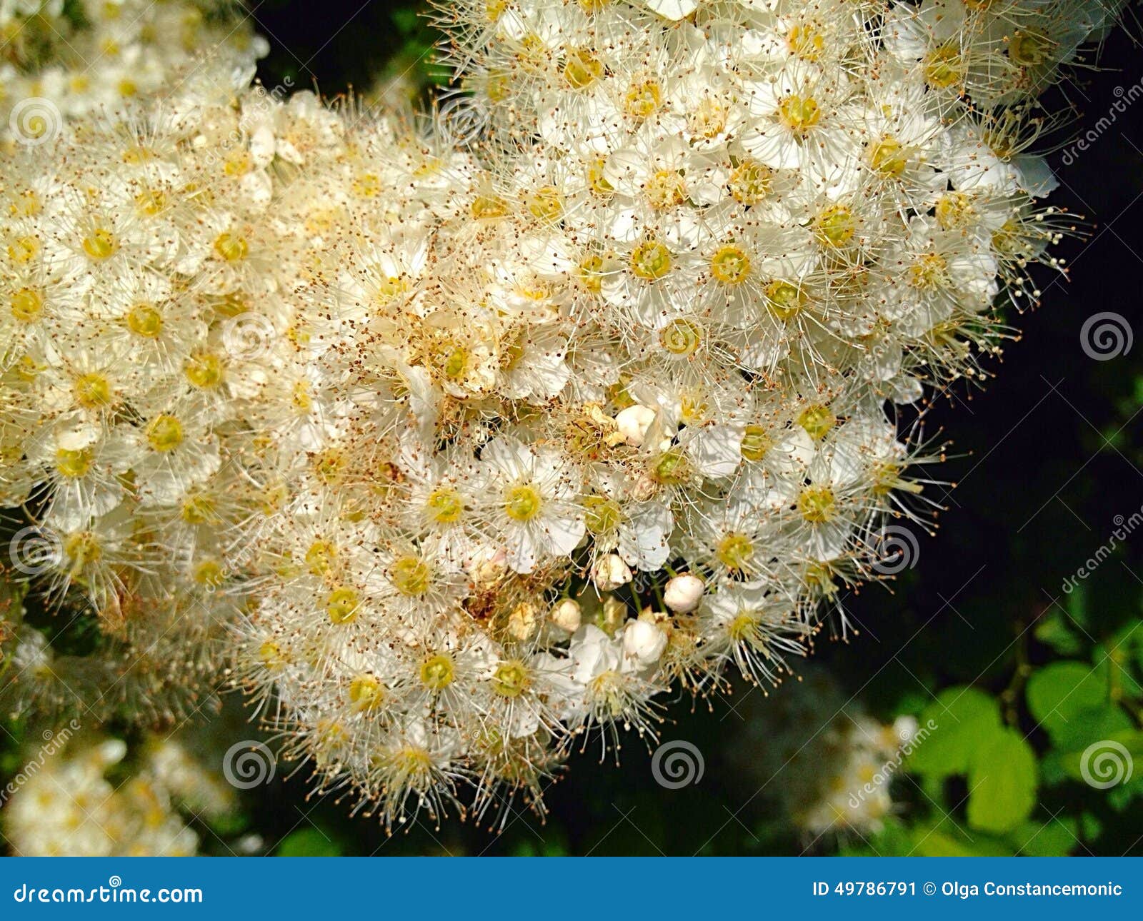 Fluffy flowers stock image. Image of summertime, fluffy - 49786791